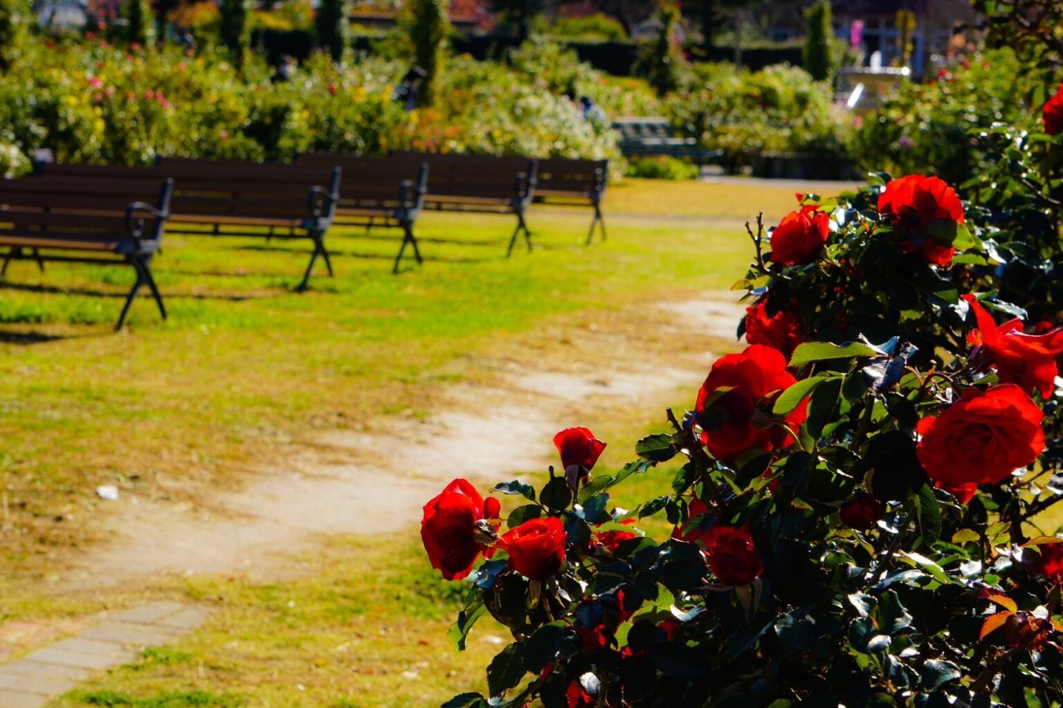 【京成バラ園】関東屈指のバラ複合施設 アクセスや見頃は？購入したバラもご紹介